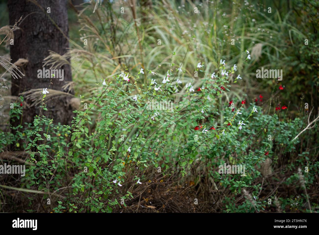 Parks in spring hi-res stock photography and images - Alamy