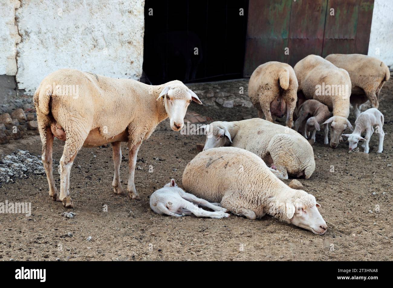 Old Barn With Herd Of Sheep Stock Photo - Alamy