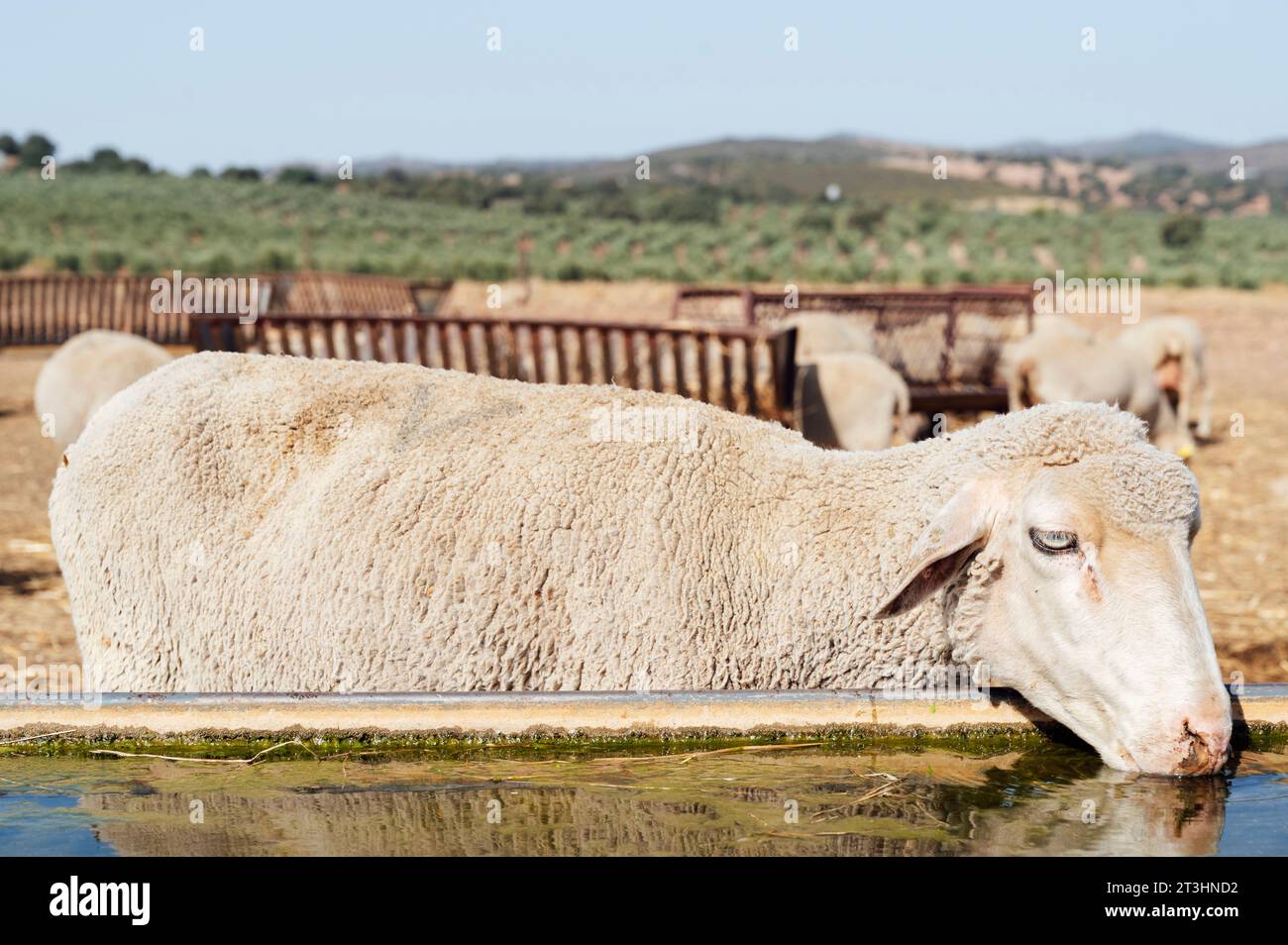 sheep drinking on the farm Stock Photo - Alamy