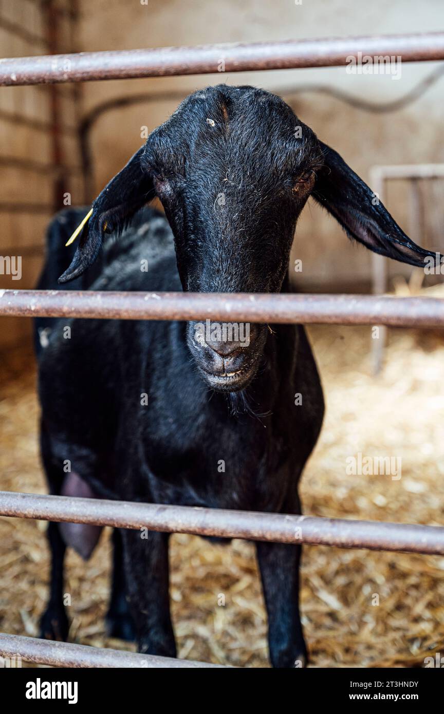 Cute kid eating straw and looking from the cage in the old shelter ...