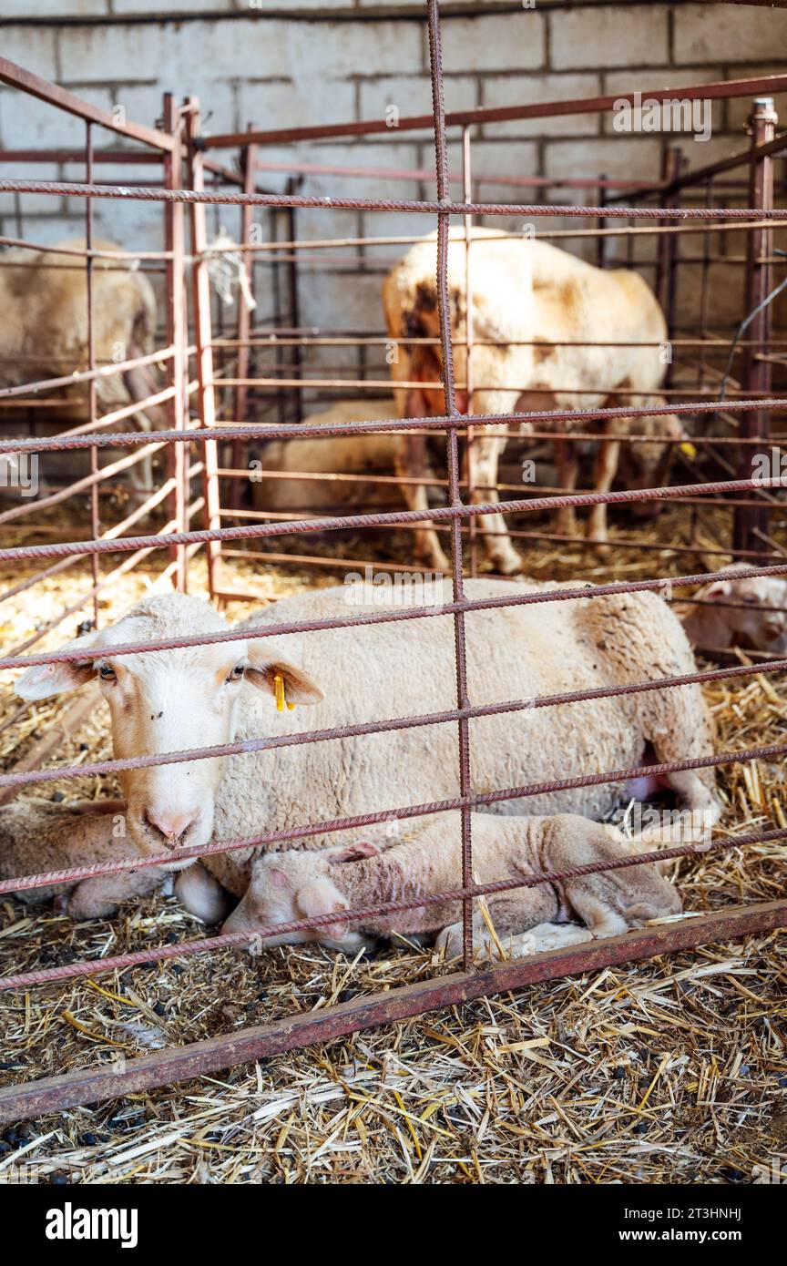 Beautiful white sheep's cub lies next to mother sheep in the stables ...