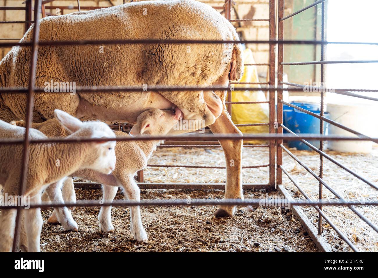 newborn suckling sheep Stock Photo - Alamy