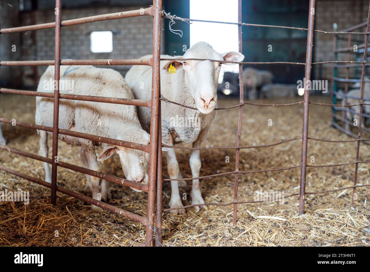 Lambs in the shed hi-res stock photography and images - Alamy