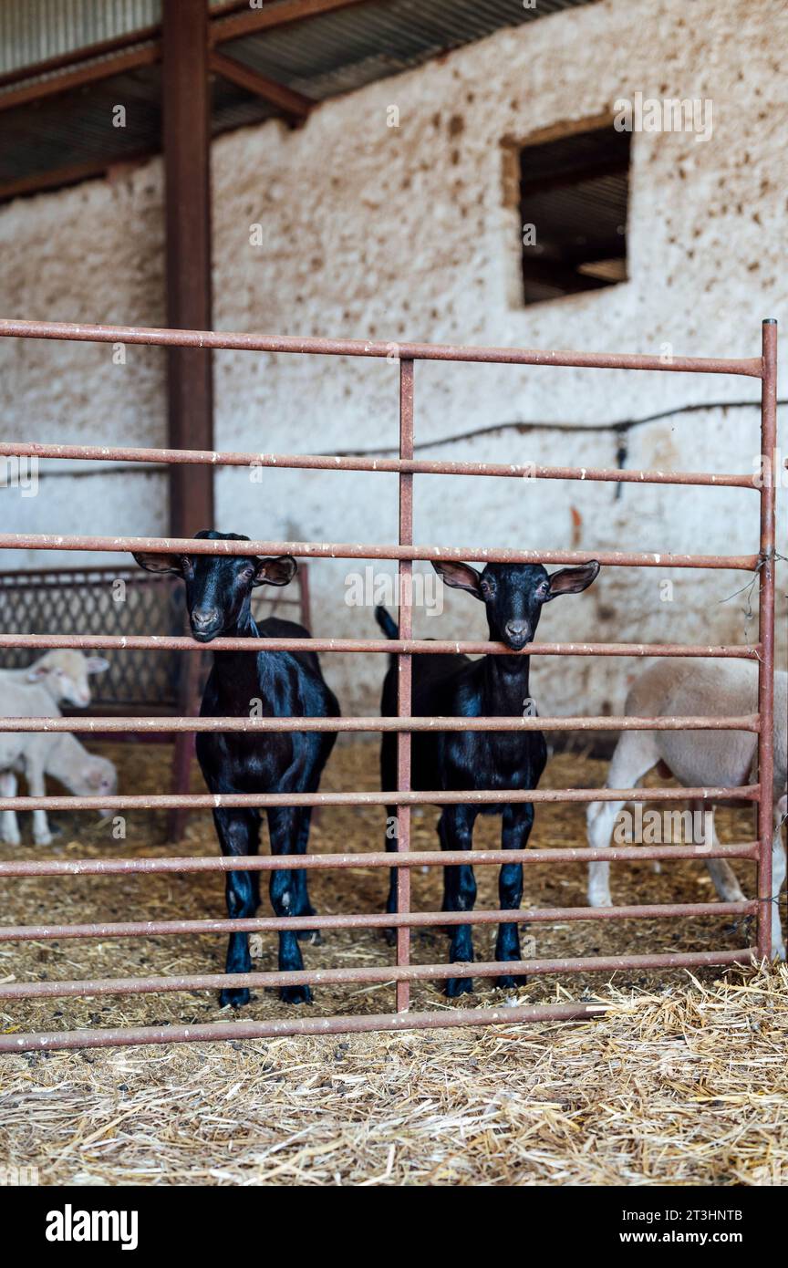 Udder goats hi-res stock photography and images - Alamy