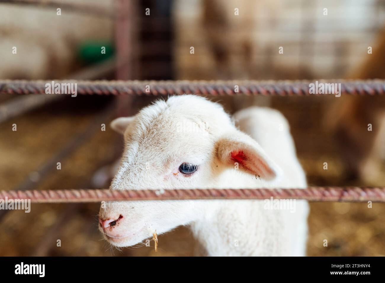 Cute little lamb staring intently at the camera in a stable full of ...