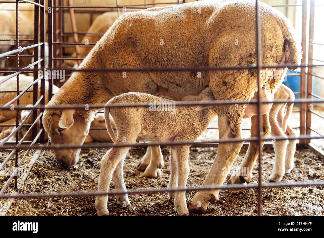 Sheep udder hi-res stock photography and images - Alamy