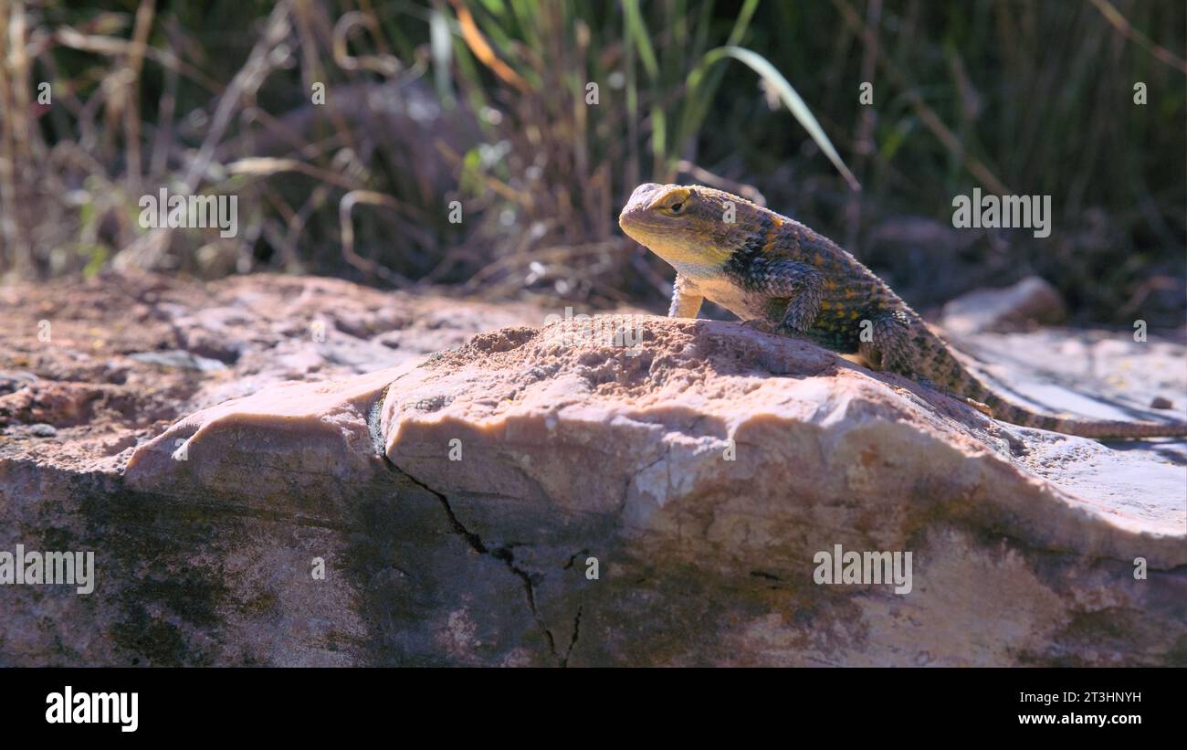 Desert Spiny Lizard on rock Stock Photo - Alamy