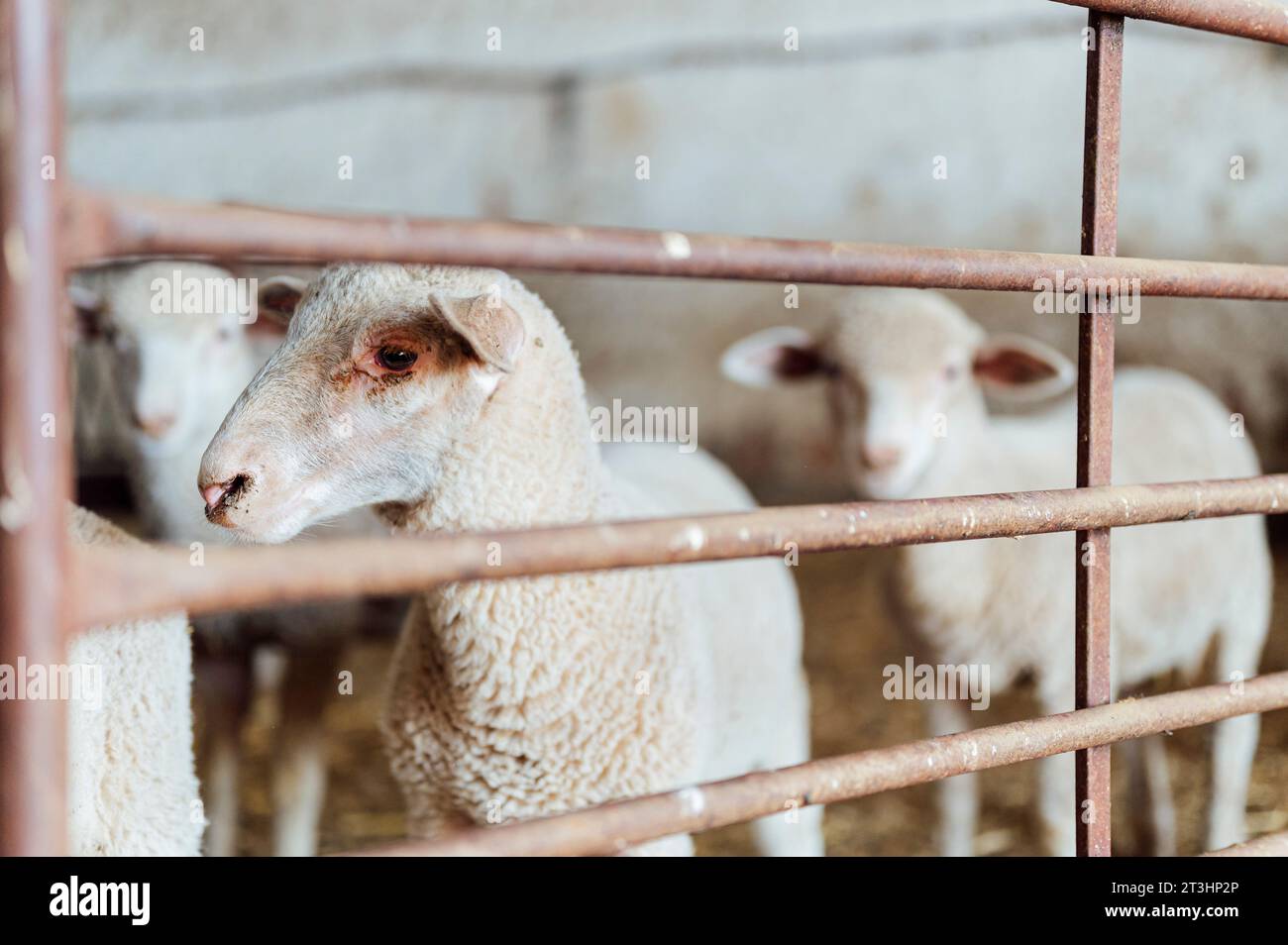 Flock of sheep in a stable Stock Photo - Alamy