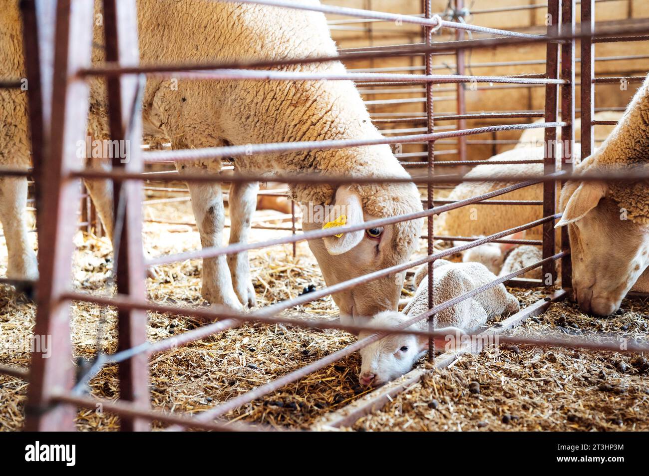 Sheep and newborn calf hug each other in the meadow Stock Photo - Alamy