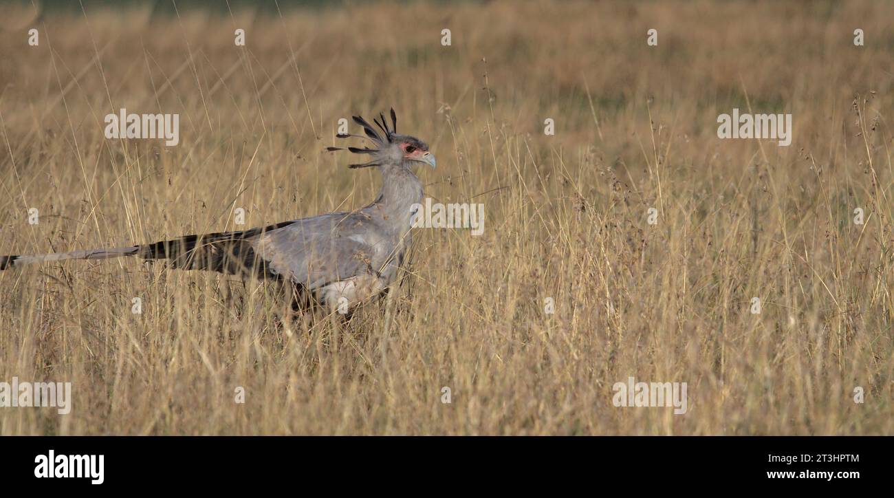 side profile secretary bird hunting in the tall grass of the wild ...