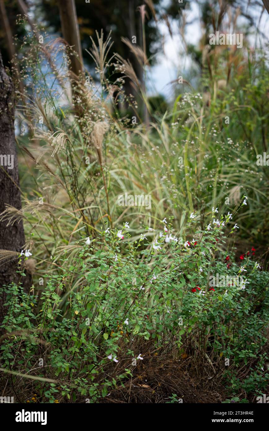 Parks in spring hi-res stock photography and images - Alamy