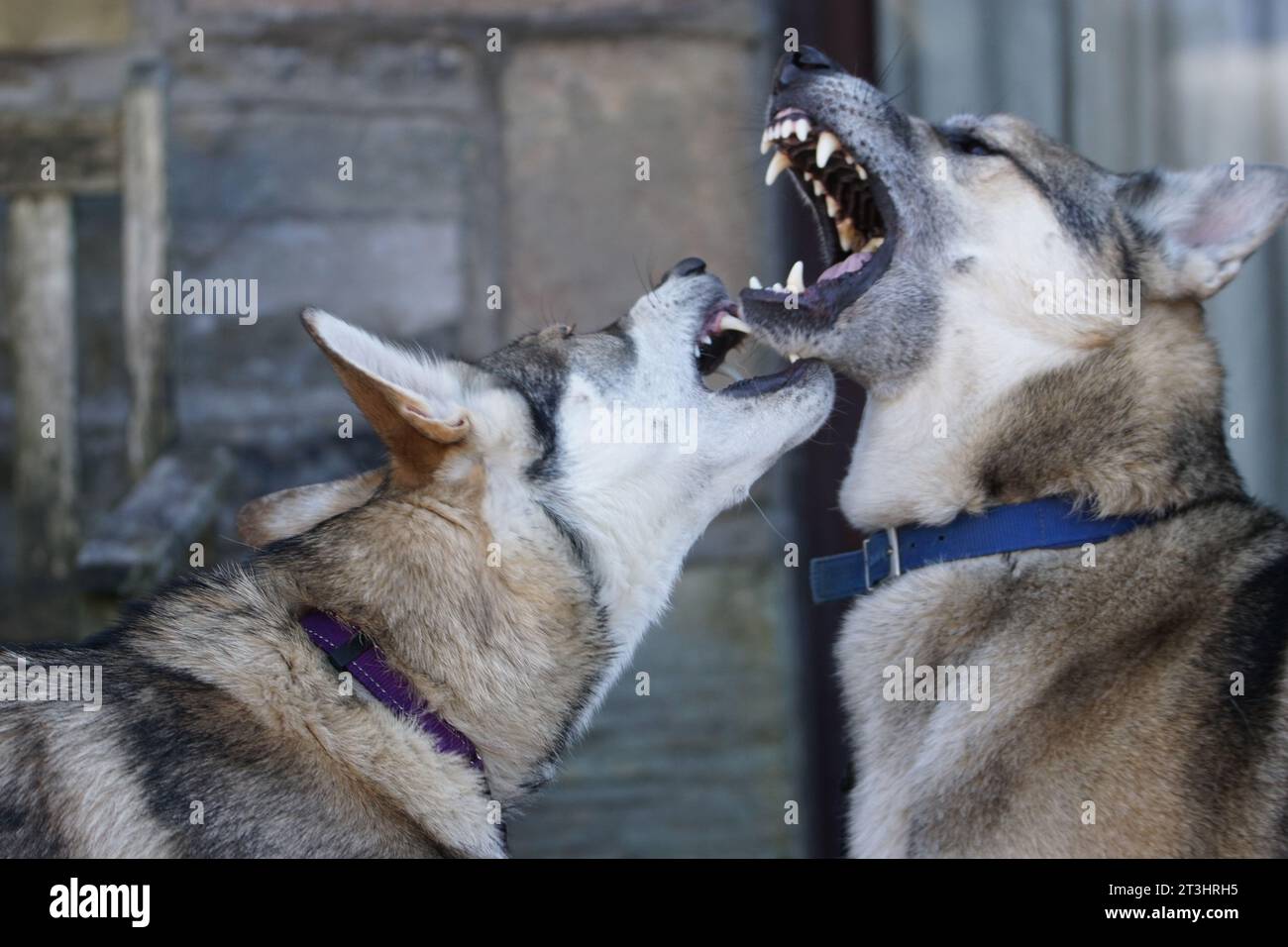 Northern Inuit (left) was the breed used for Dire Wolves in the Game of ...