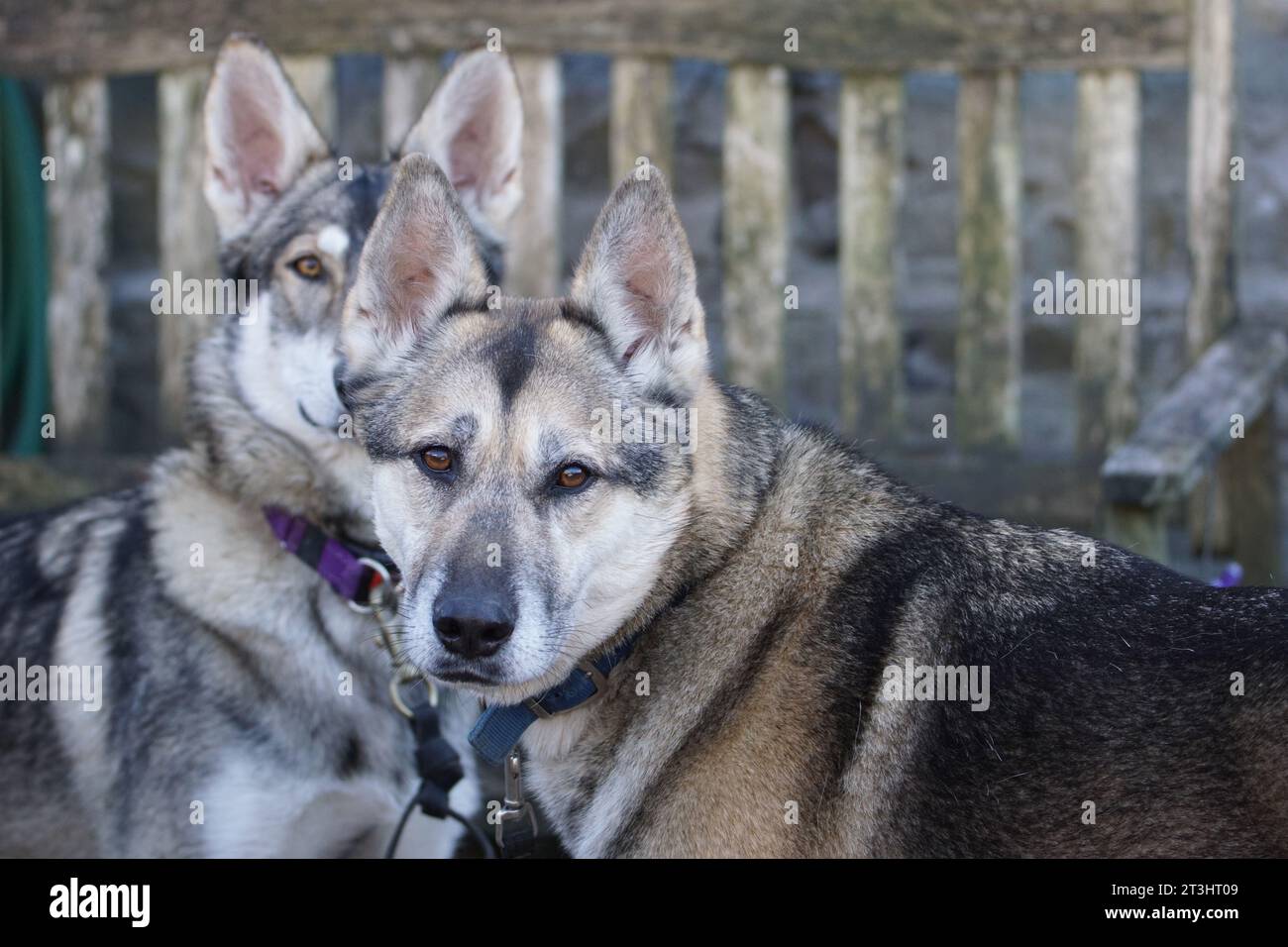 Northern Inuit (back) - the breed used for Dire Wolves in the Game of ...