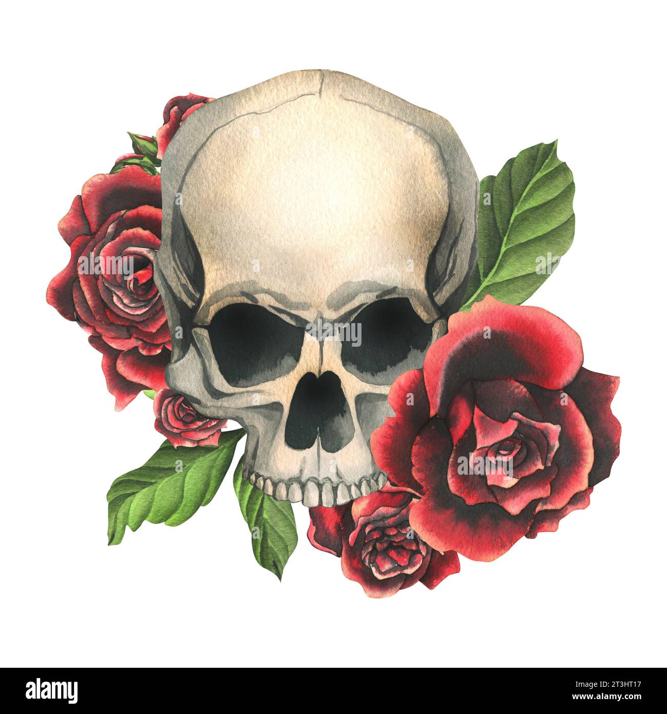 Human skulls with red roses and leaves. Hand drawn watercolor ...
