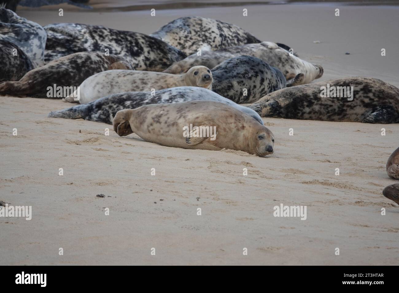 Seals of horsey hi-res stock photography and images - Alamy