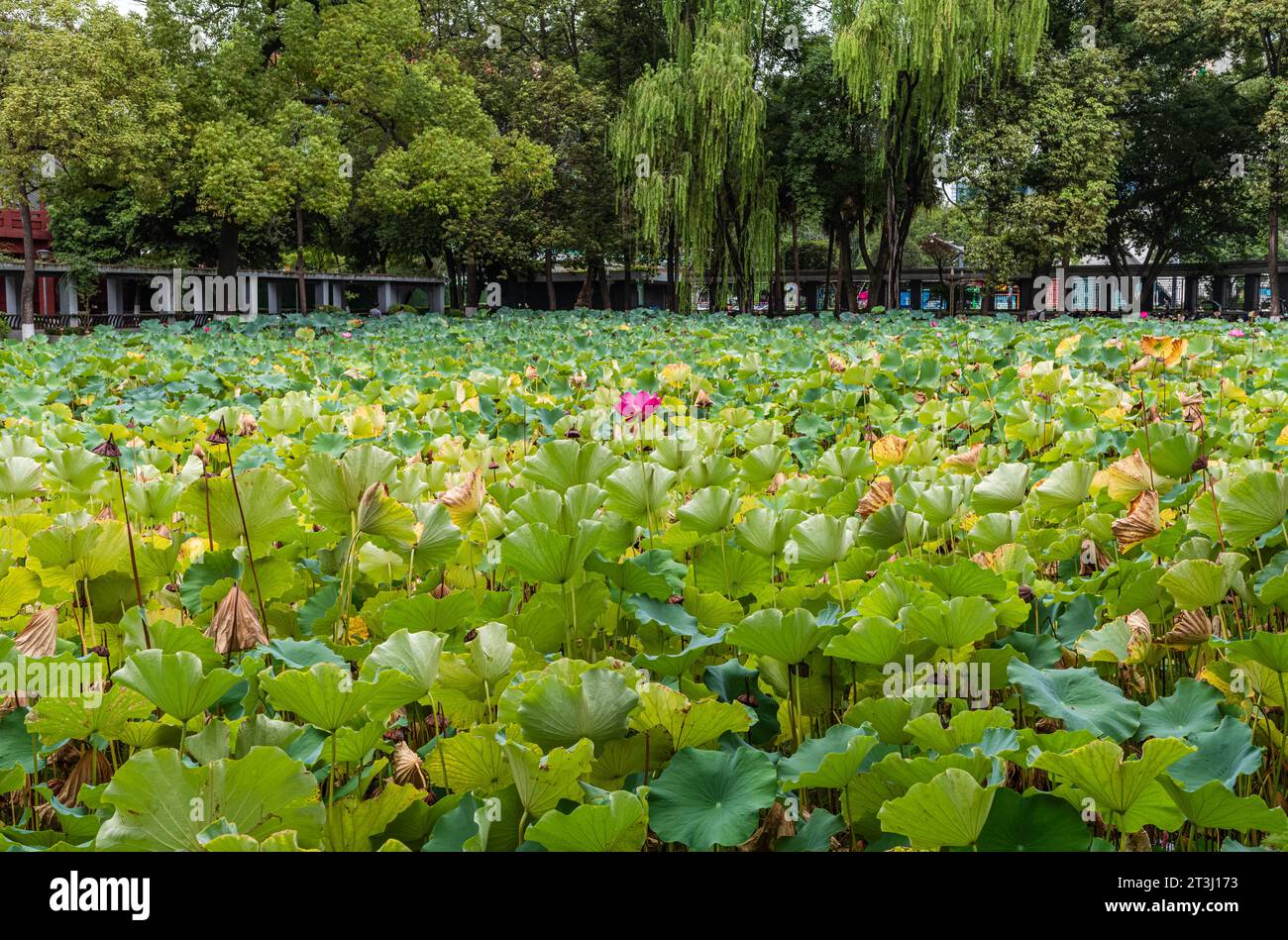 Sichuan university hi-res stock photography and images - Alamy
