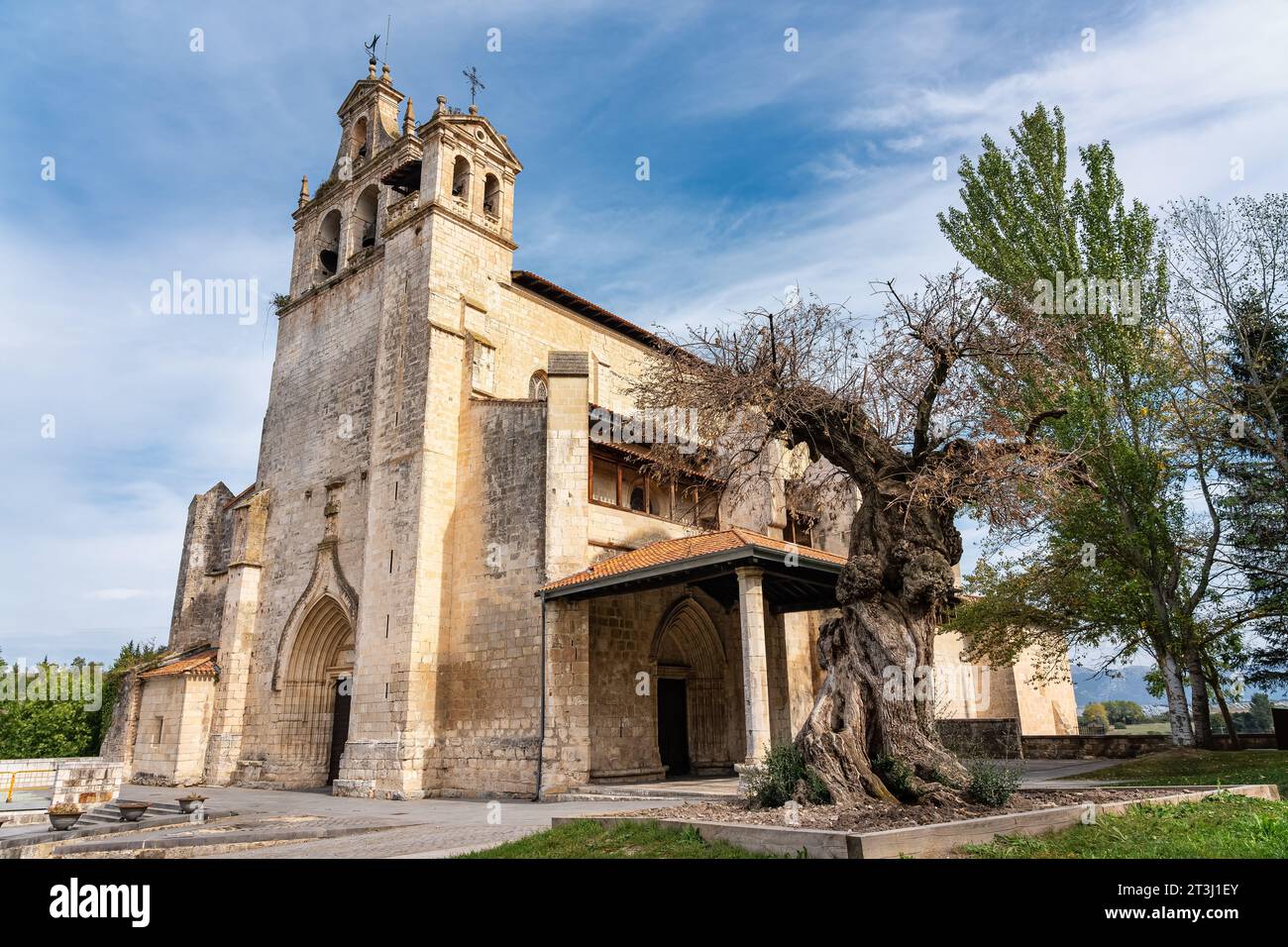 Church of San Juan with a huge olive tree next to it in the Basque ...