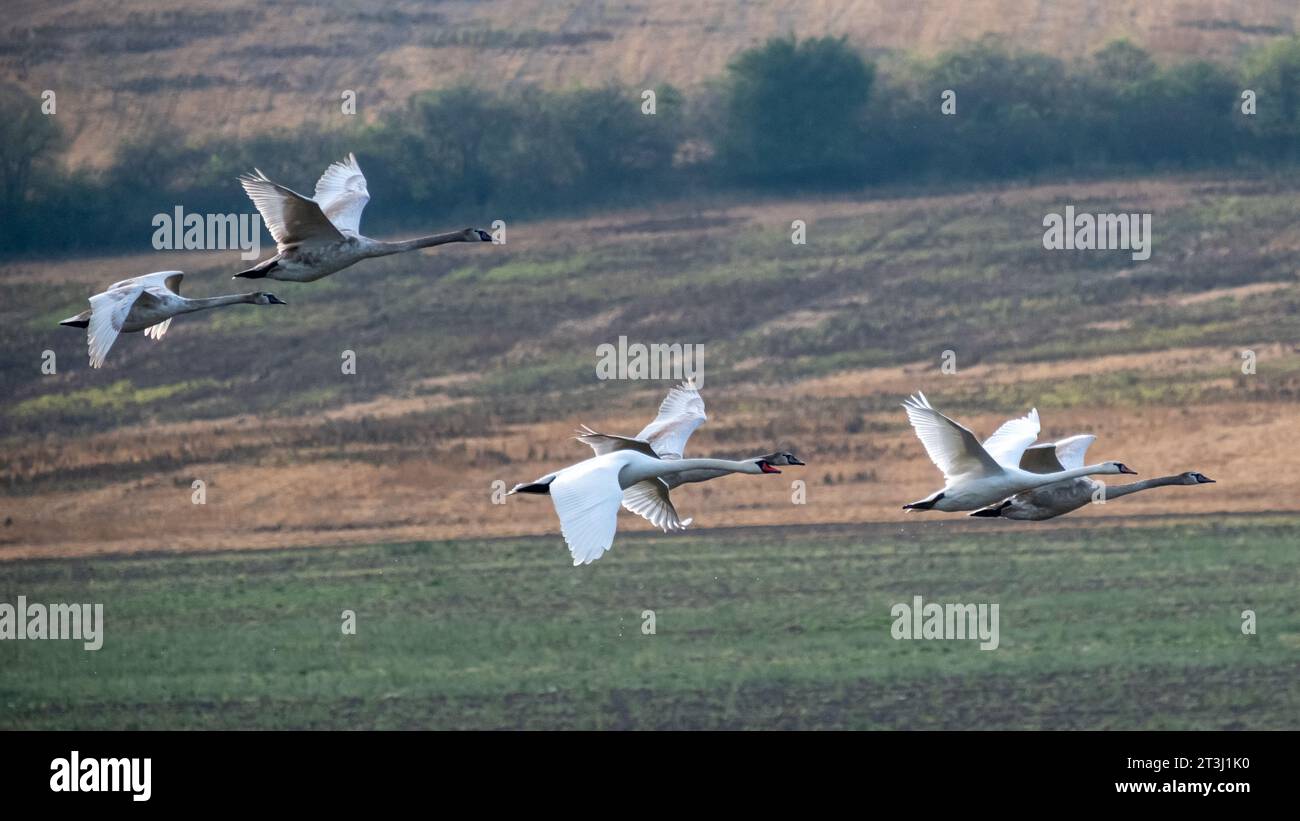 Swans flying in couples hi-res stock photography and images - Alamy