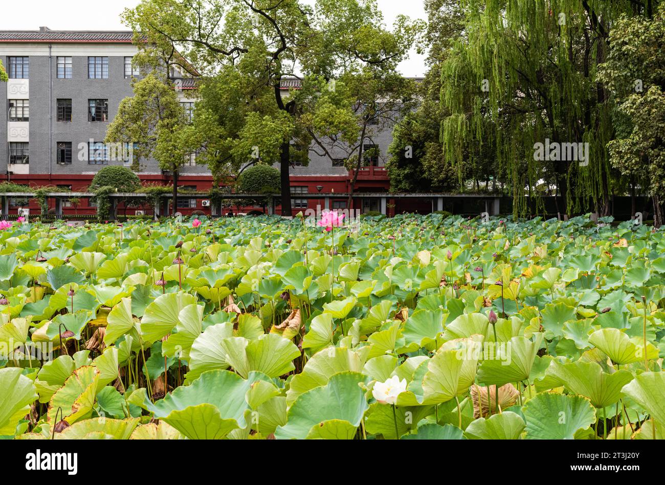 Sichuan university hi-res stock photography and images - Alamy
