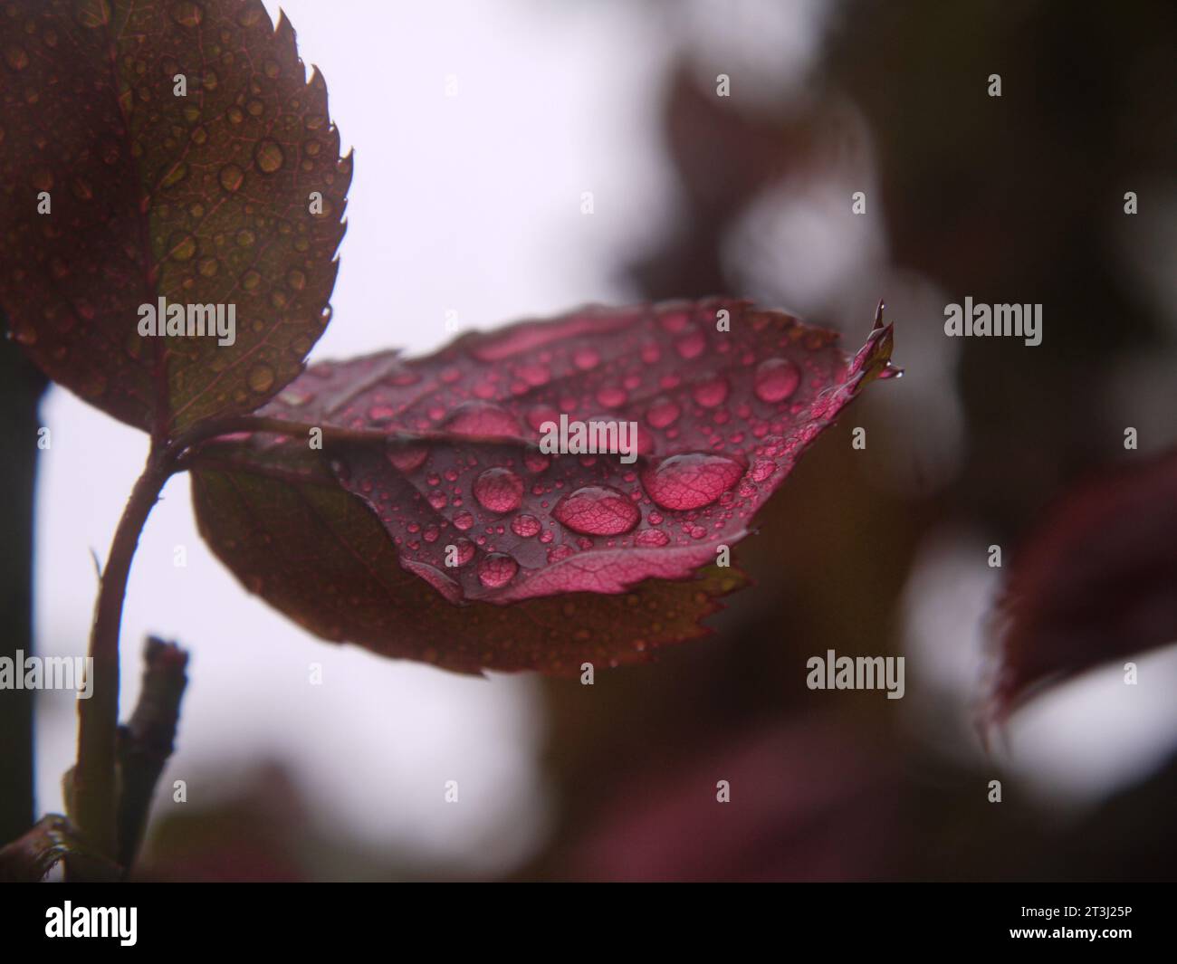 Closeup of raindrops on a young rose leaf, tinted red with anthocyanins ...