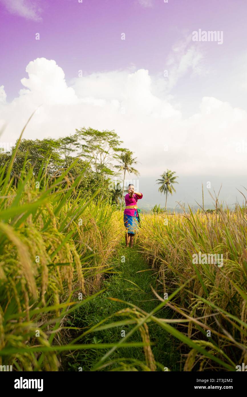 Indonesian women dancing pose between the rice field with purple sky in ...
