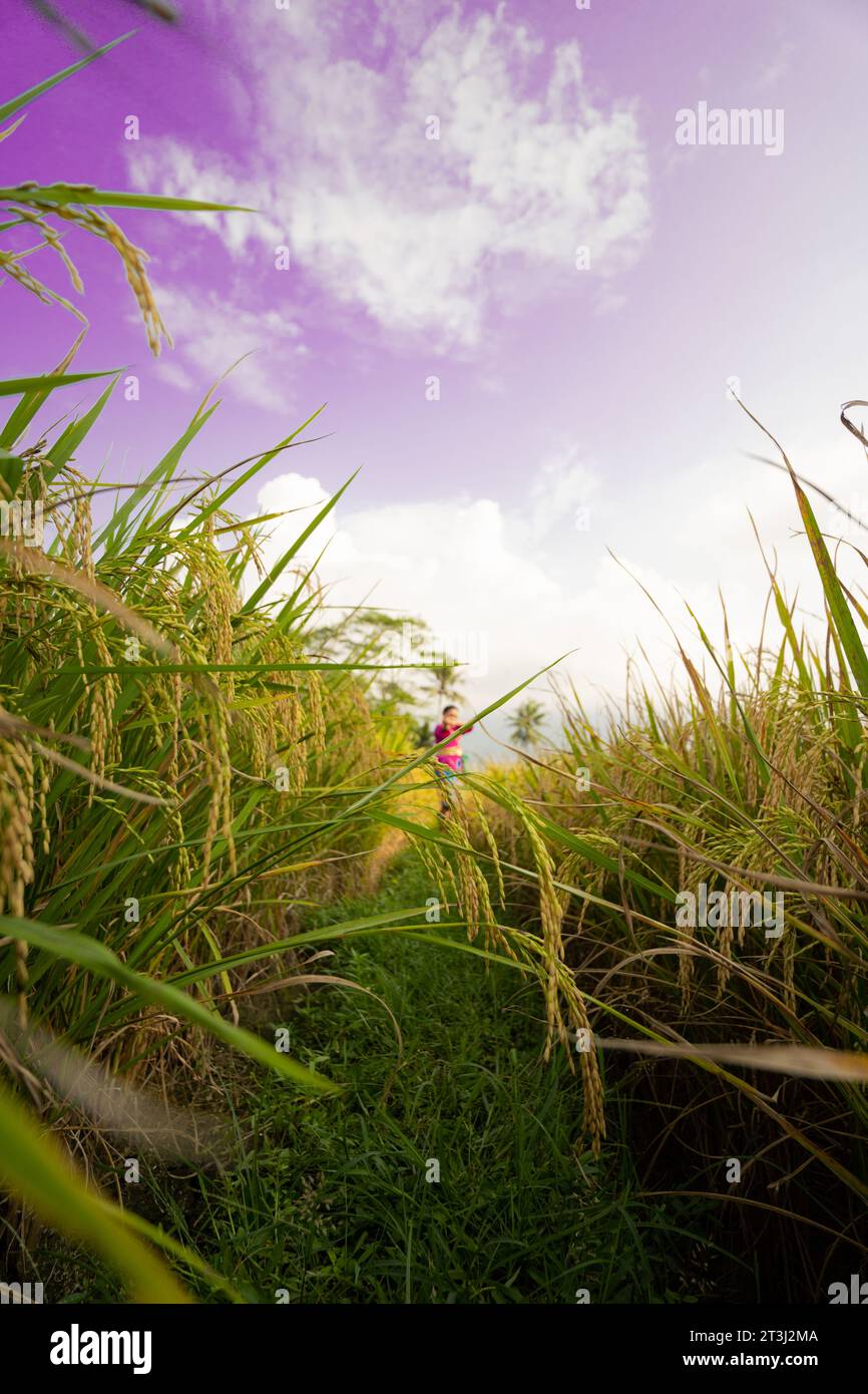 Indonesian women dancing pose between the rice field with purple sky in ...