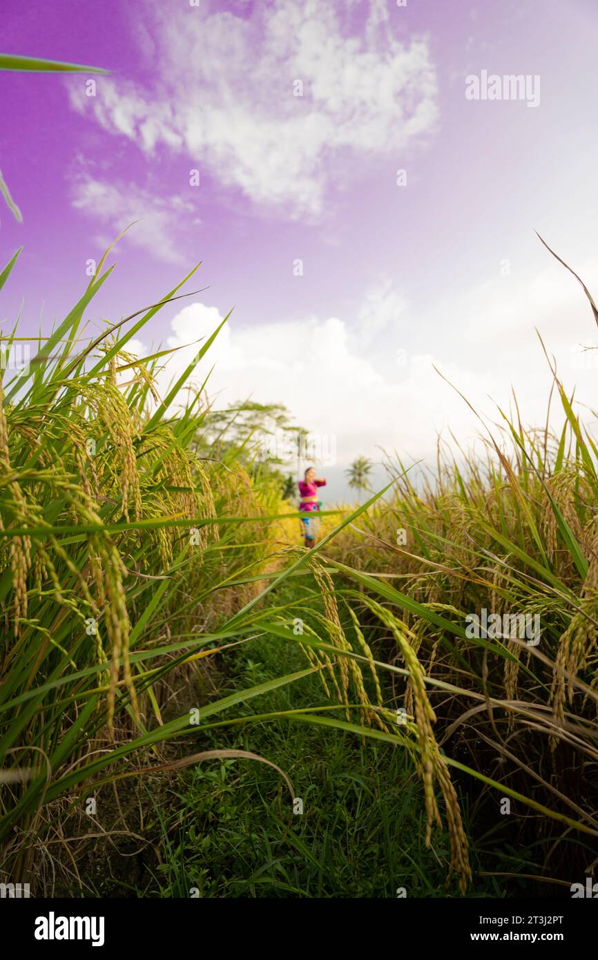 Indonesian women dancing pose between the rice field with purple sky in ...