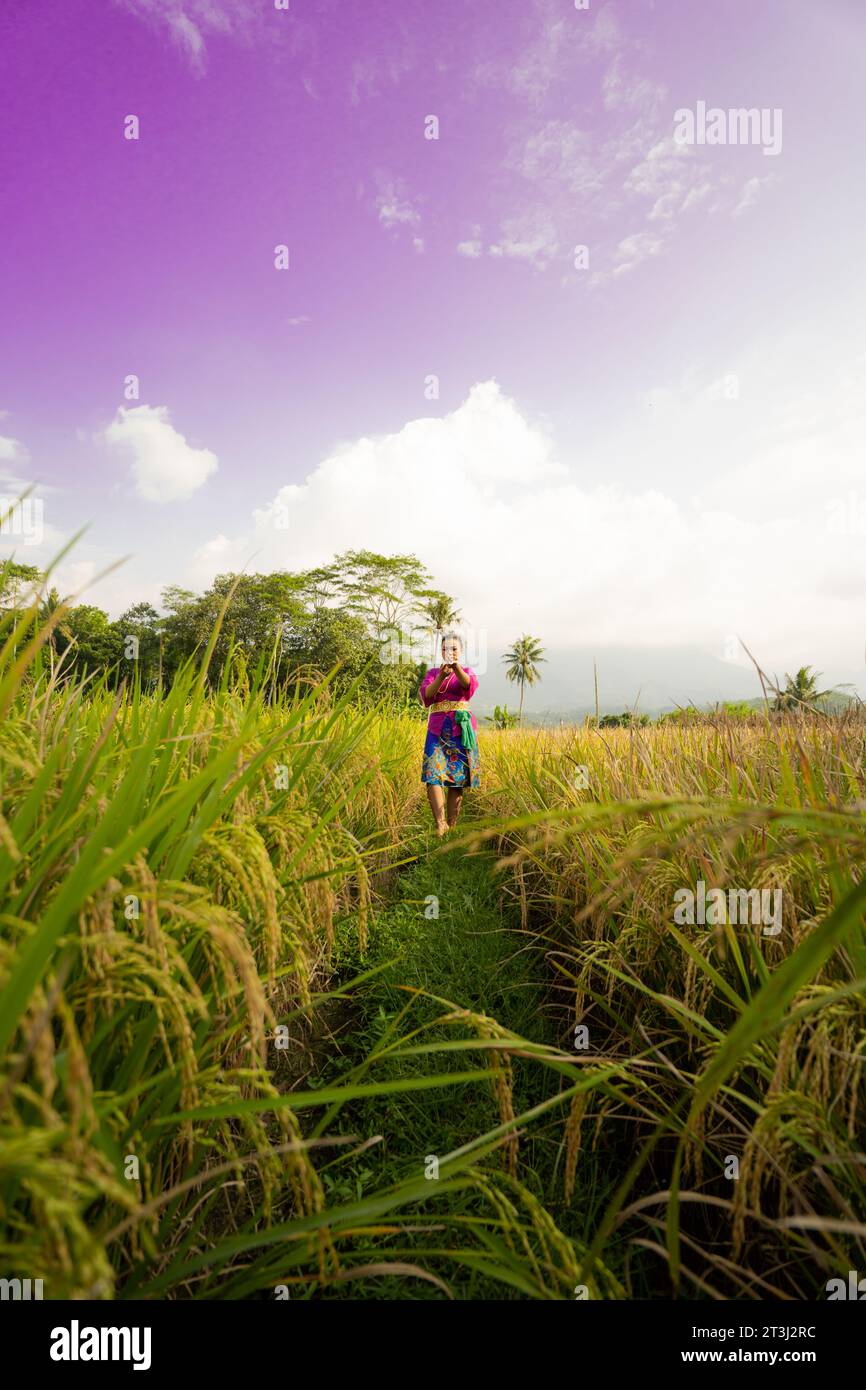 Indonesian women dancing pose between the rice field with purple sky in ...