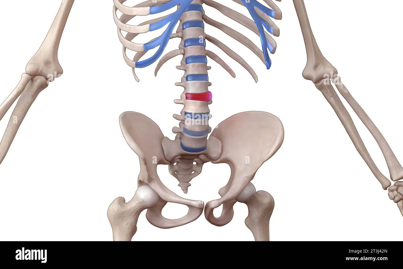 Anatomy of Human Spine. Lower back pain and human backache Stock Photo ...