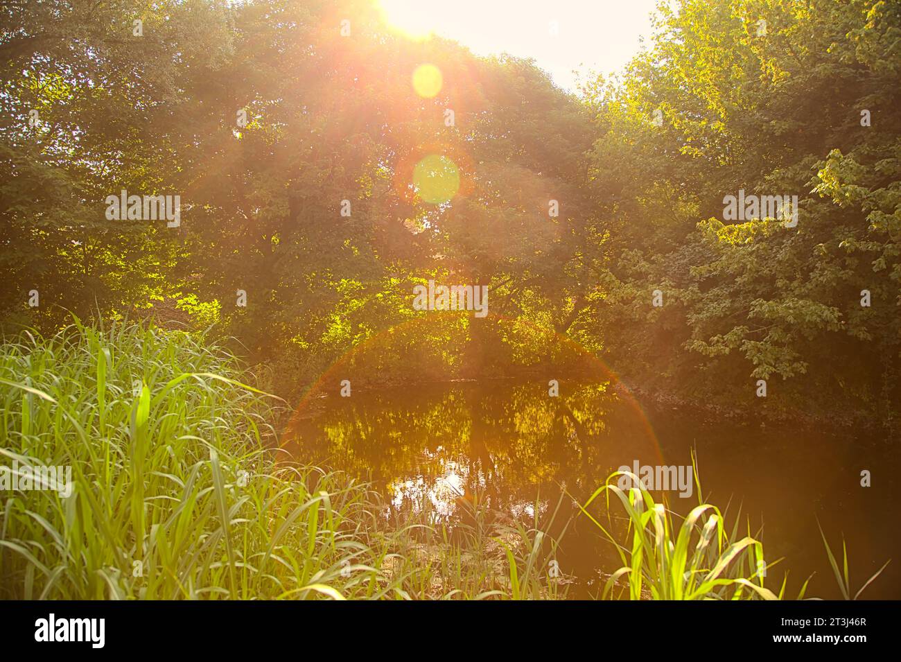 Pond in a forest at sunset Stock Photo - Alamy