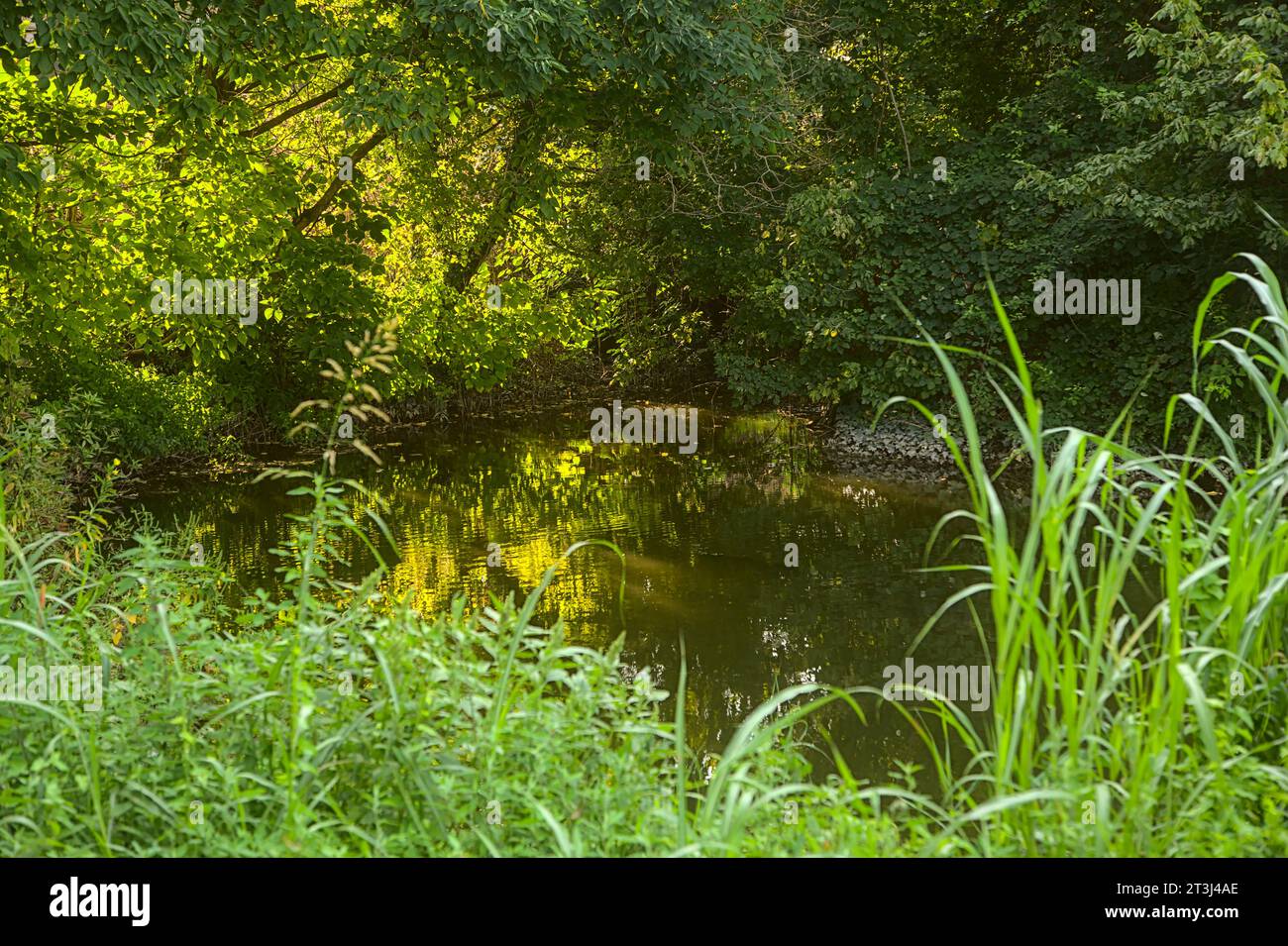 Pond in a forest at sunset Stock Photo - Alamy