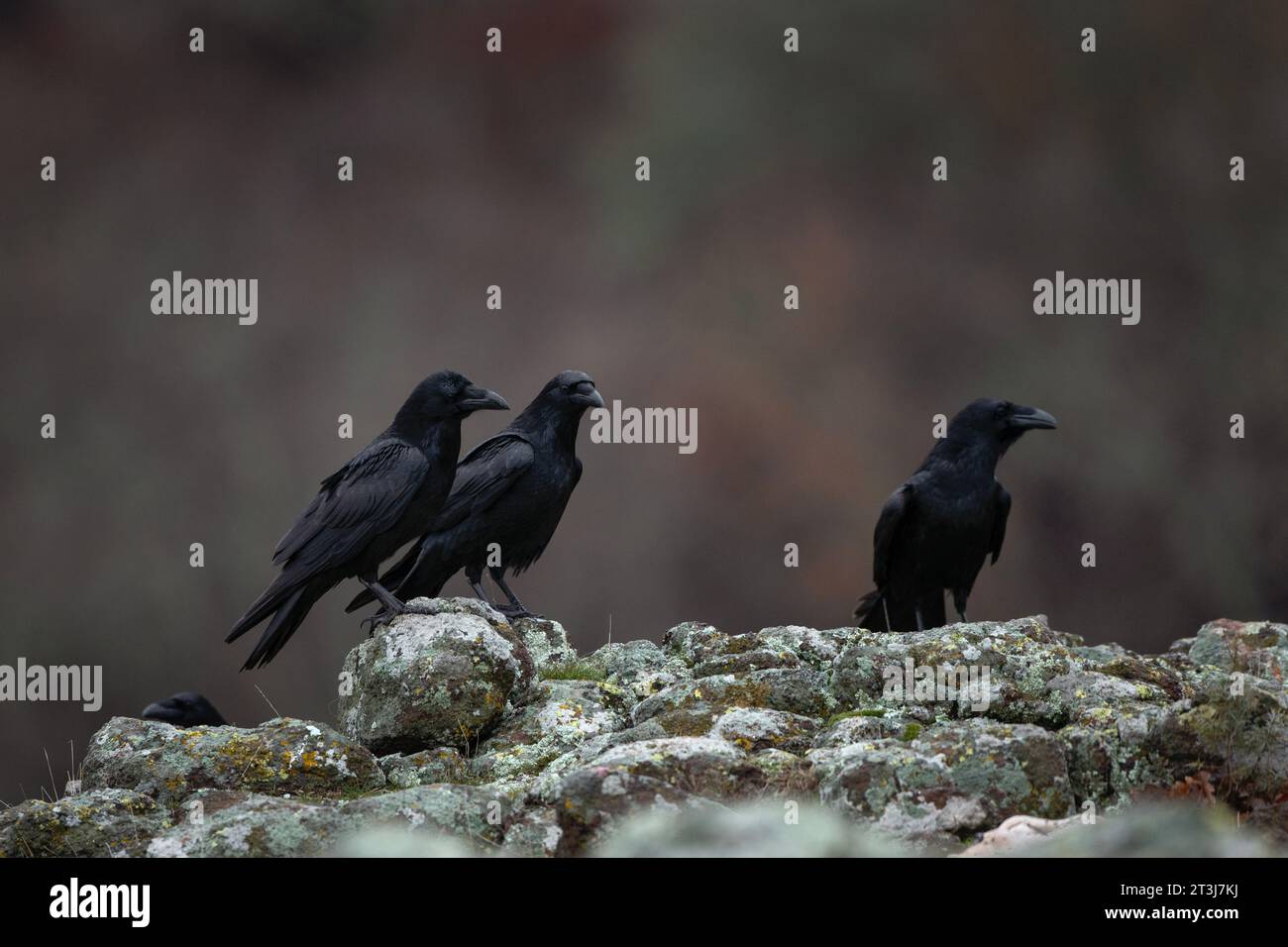 Common raven in Rhodope mountains. Flock of raven on the rock ...