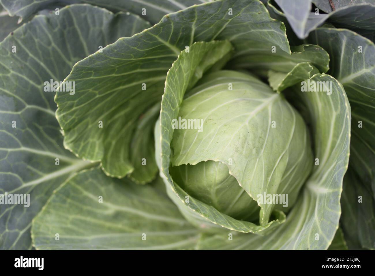 A head of cabbage head from my vegetable garden Stock Photo - Alamy