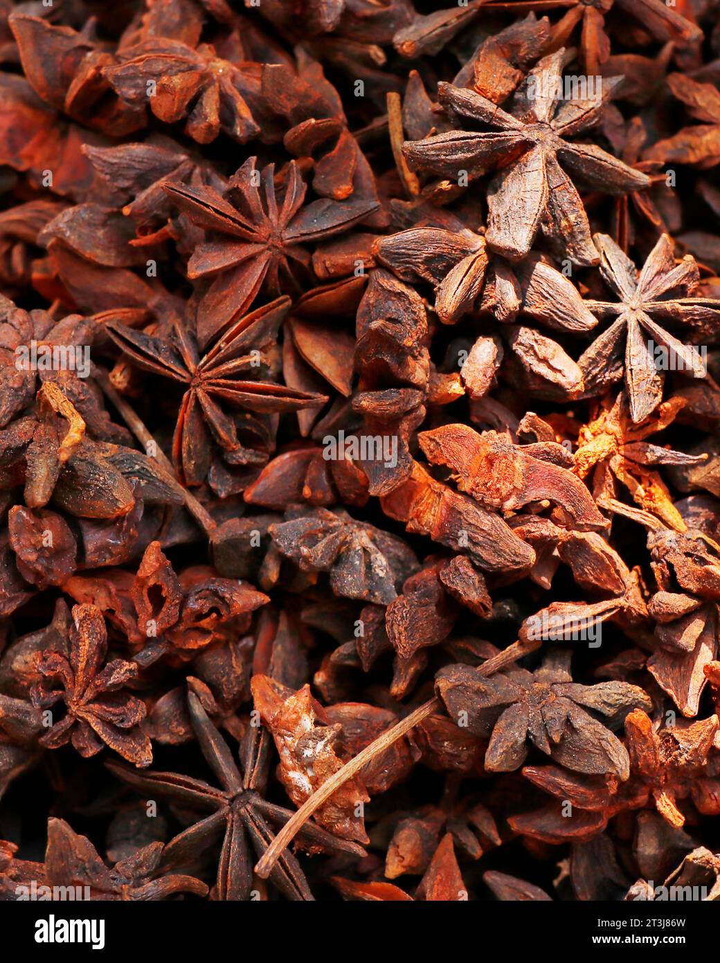 star anise, Illicium verum is a medium-sized evergreen tree native to ...