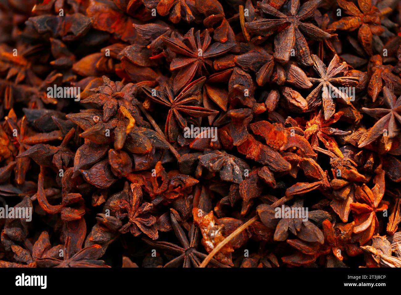 star anise, Illicium verum is a medium-sized evergreen tree native to ...