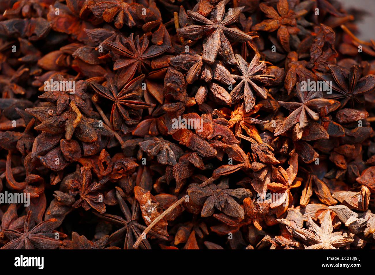 star anise, Illicium verum is a medium-sized evergreen tree native to ...