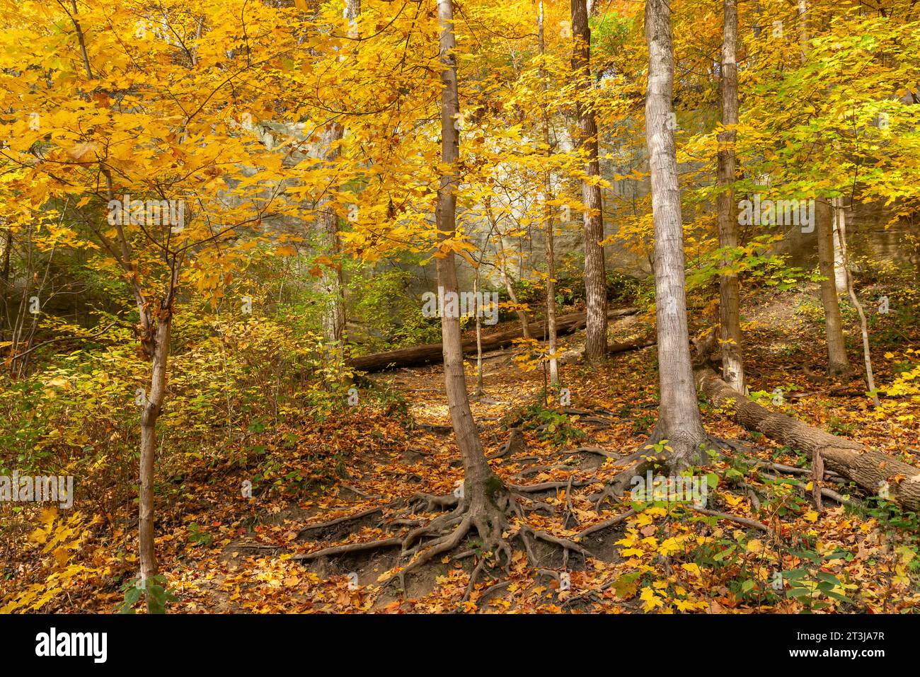 Autumn landscape in Illinois Canyon at Starved Rock State Park ...