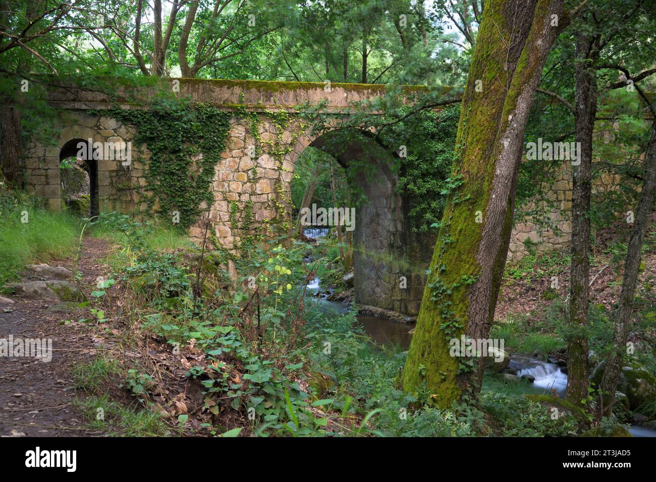 Stone bridge with moss and ivy over a horizontal river and trees in a ...