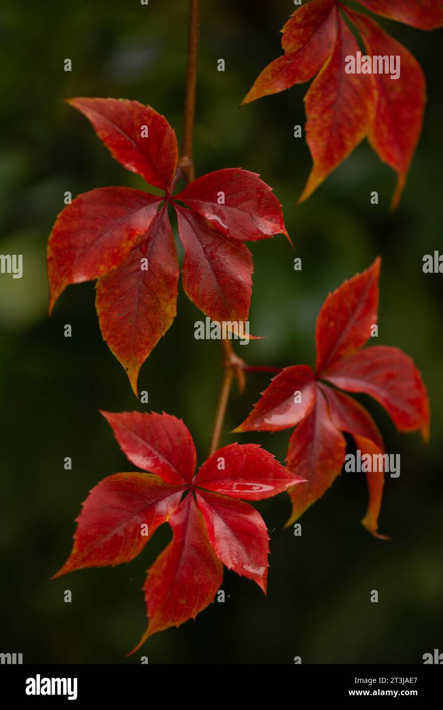 Bright scarlet leaves of virginia creeper against green background of ...