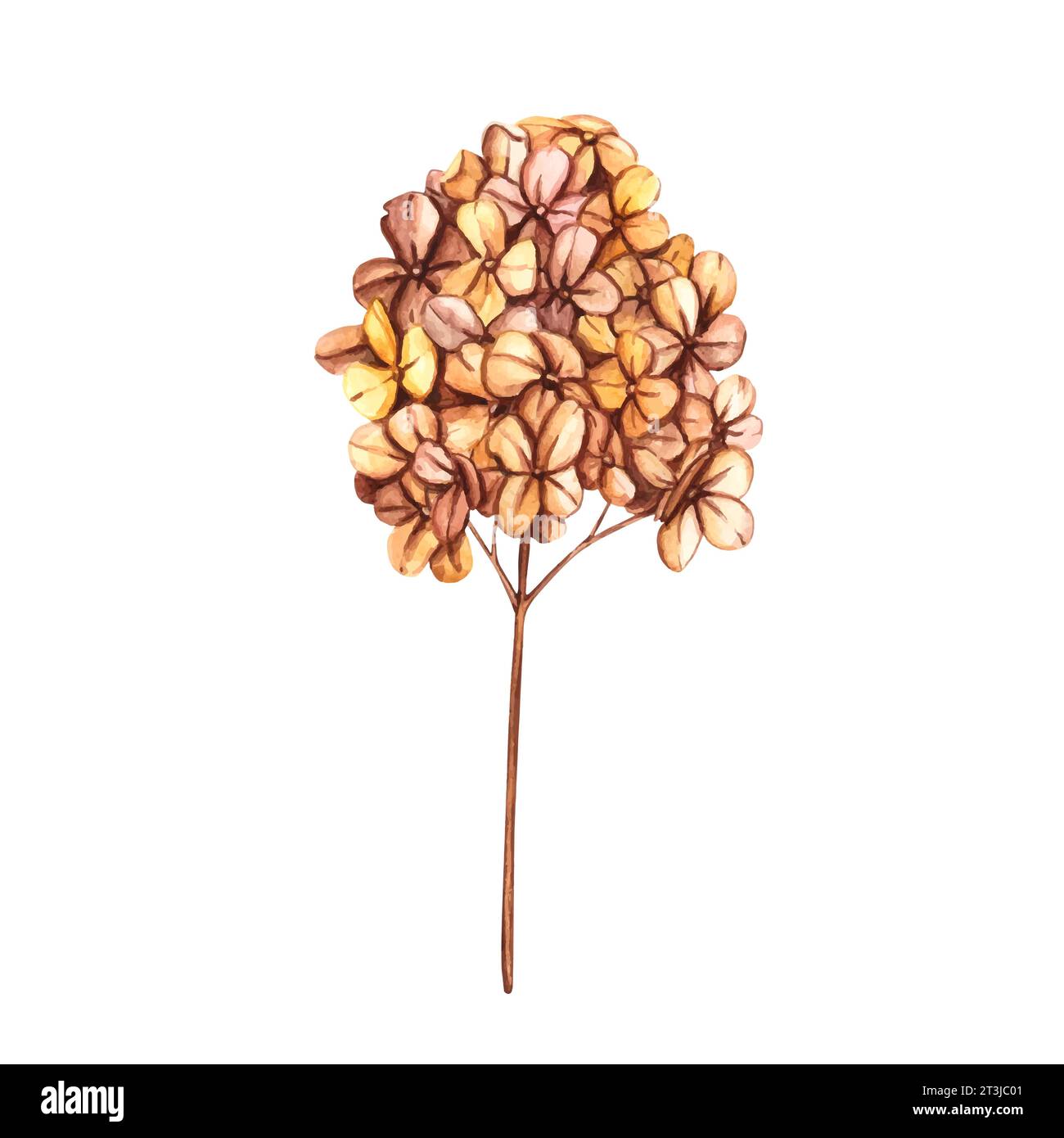 Dry hydrangea, field flowers, watercolor vector drawing wild plants at ...