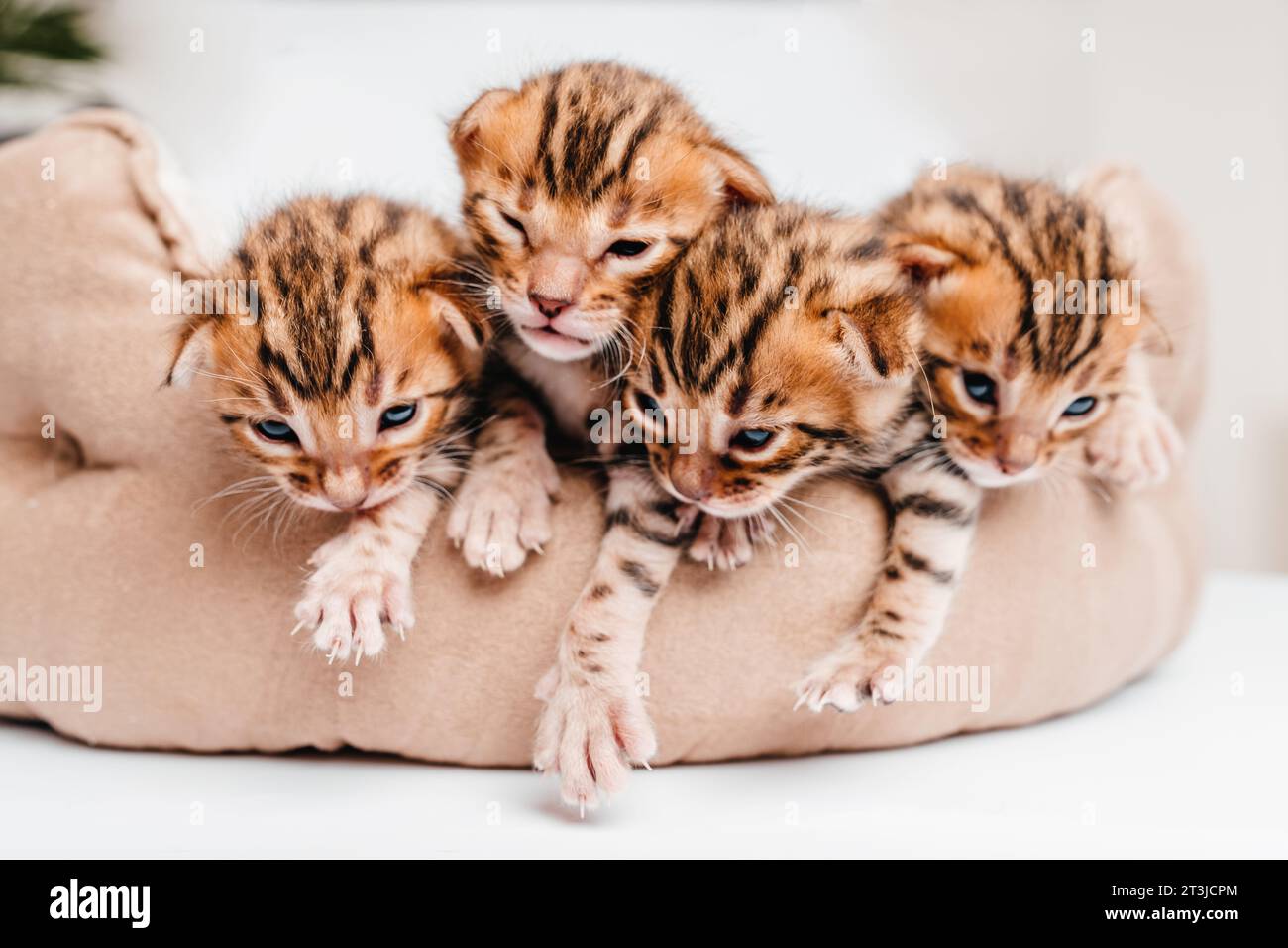 Closee-up faces of cute bengal kittens laying on the cat's pillow.Two ...