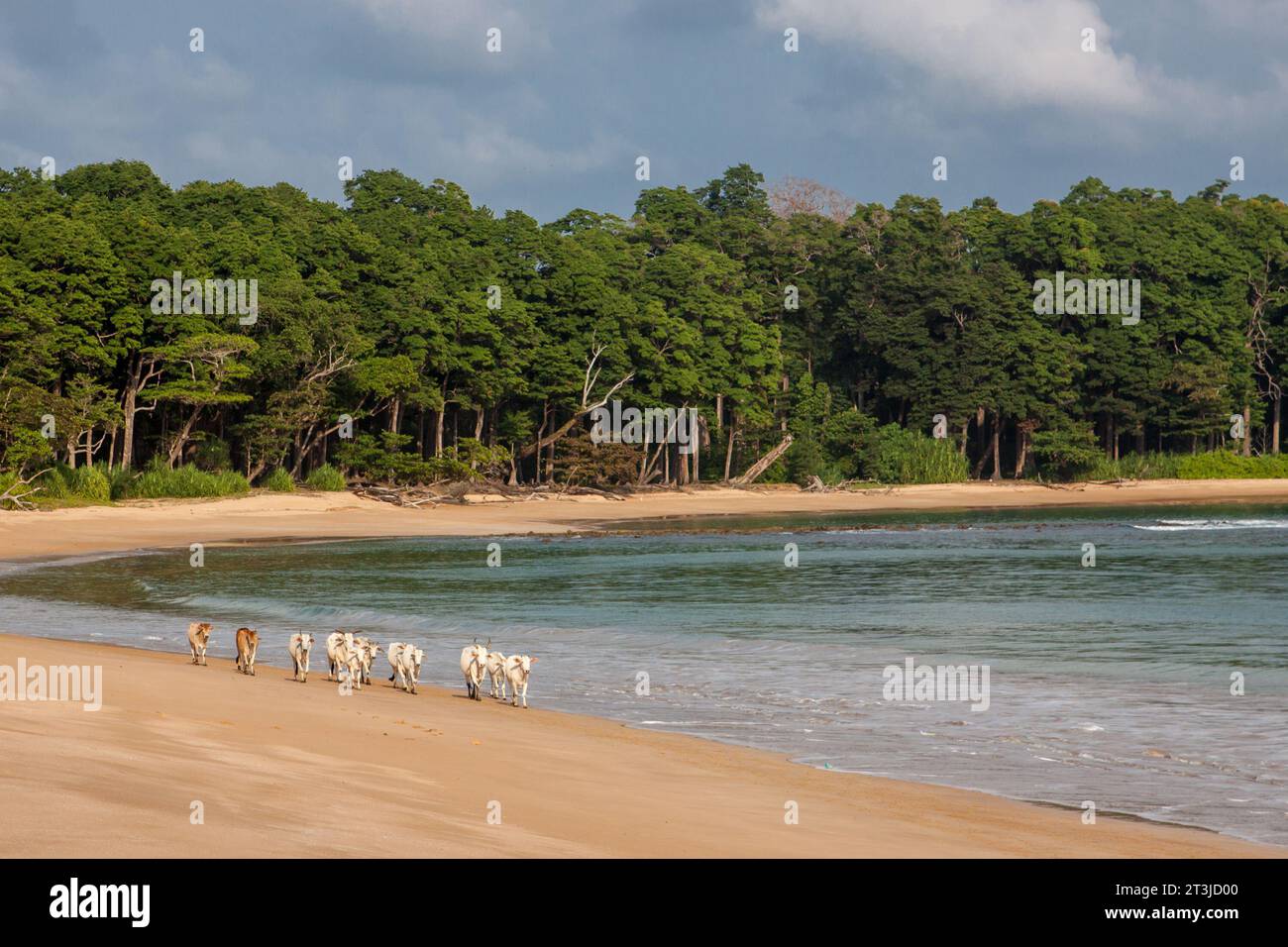 Andaman Islands rural seascape. Cows walking along Butler Bay beach at ...