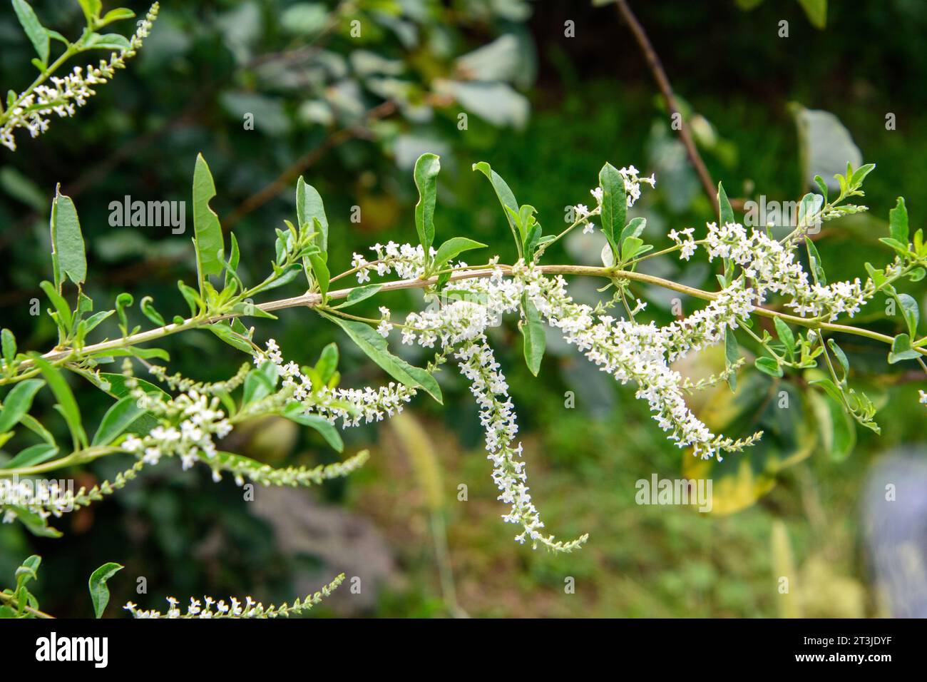 Cedrón hi-res stock photography and images - Alamy