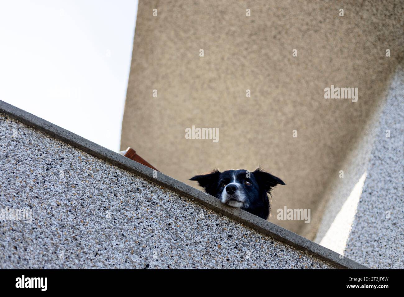 Sad dog looking down Stock Photo - Alamy
