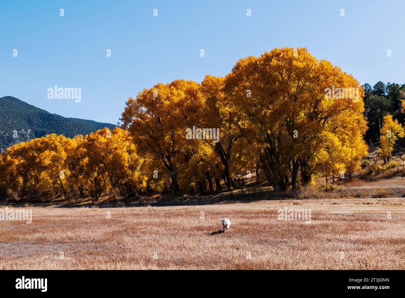 Platinum color Golden Retriever dog running across autumn ranch pasture ...