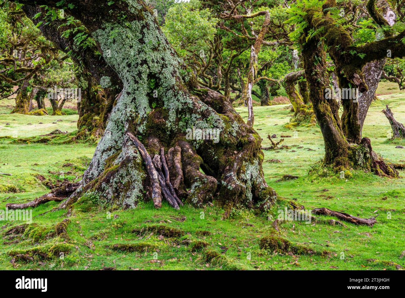 Moss and plant covered ancient laurel trees, Old laurel forest ...