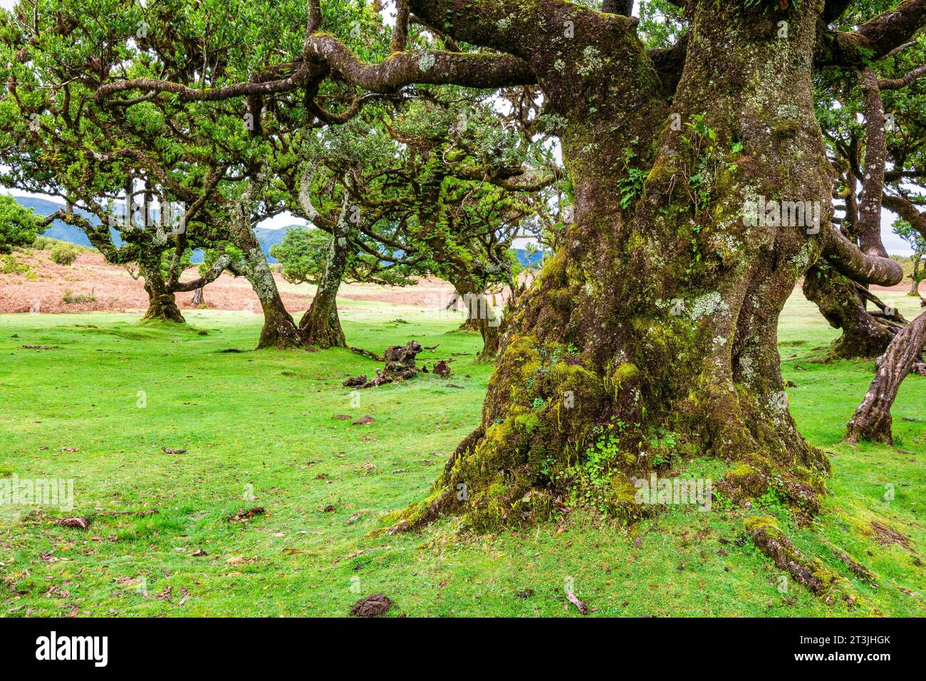 Moss and plant covered ancient laurel trees, Old laurel forest ...