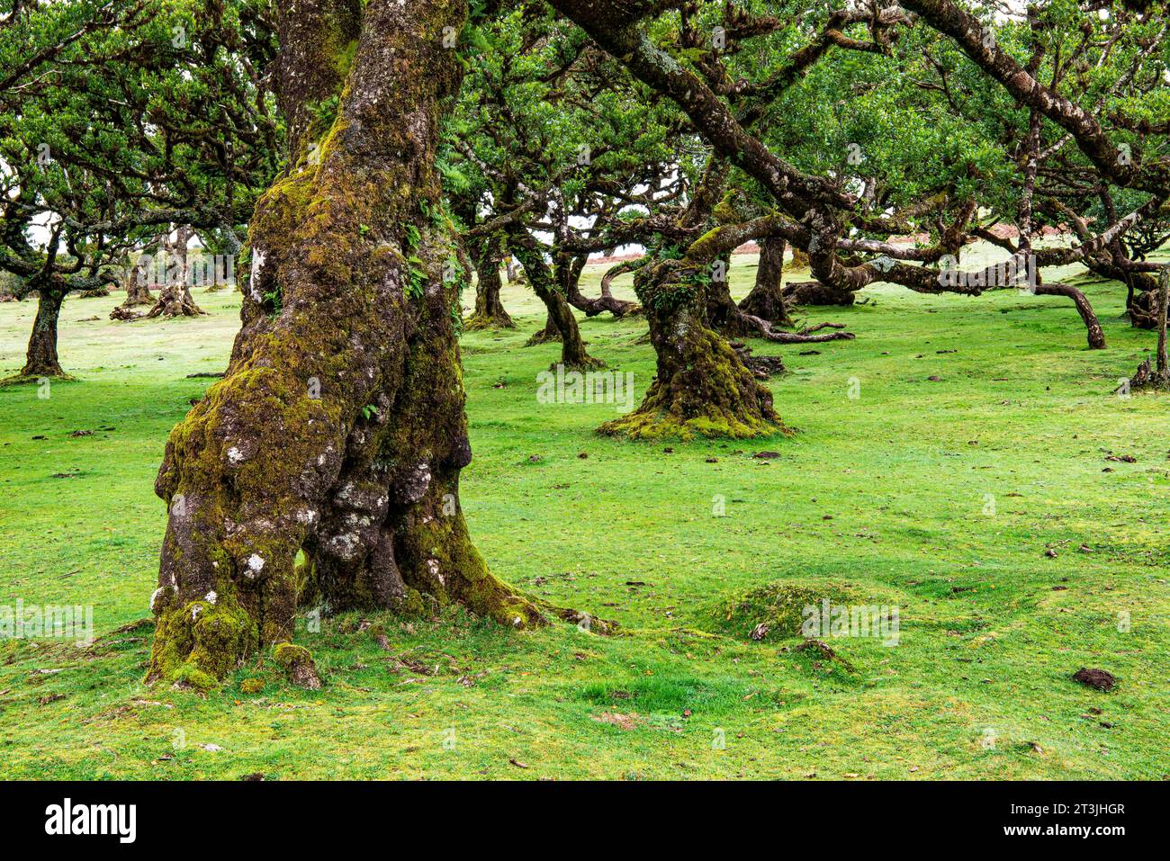 Moss and plant covered ancient laurel trees, Old laurel forest ...