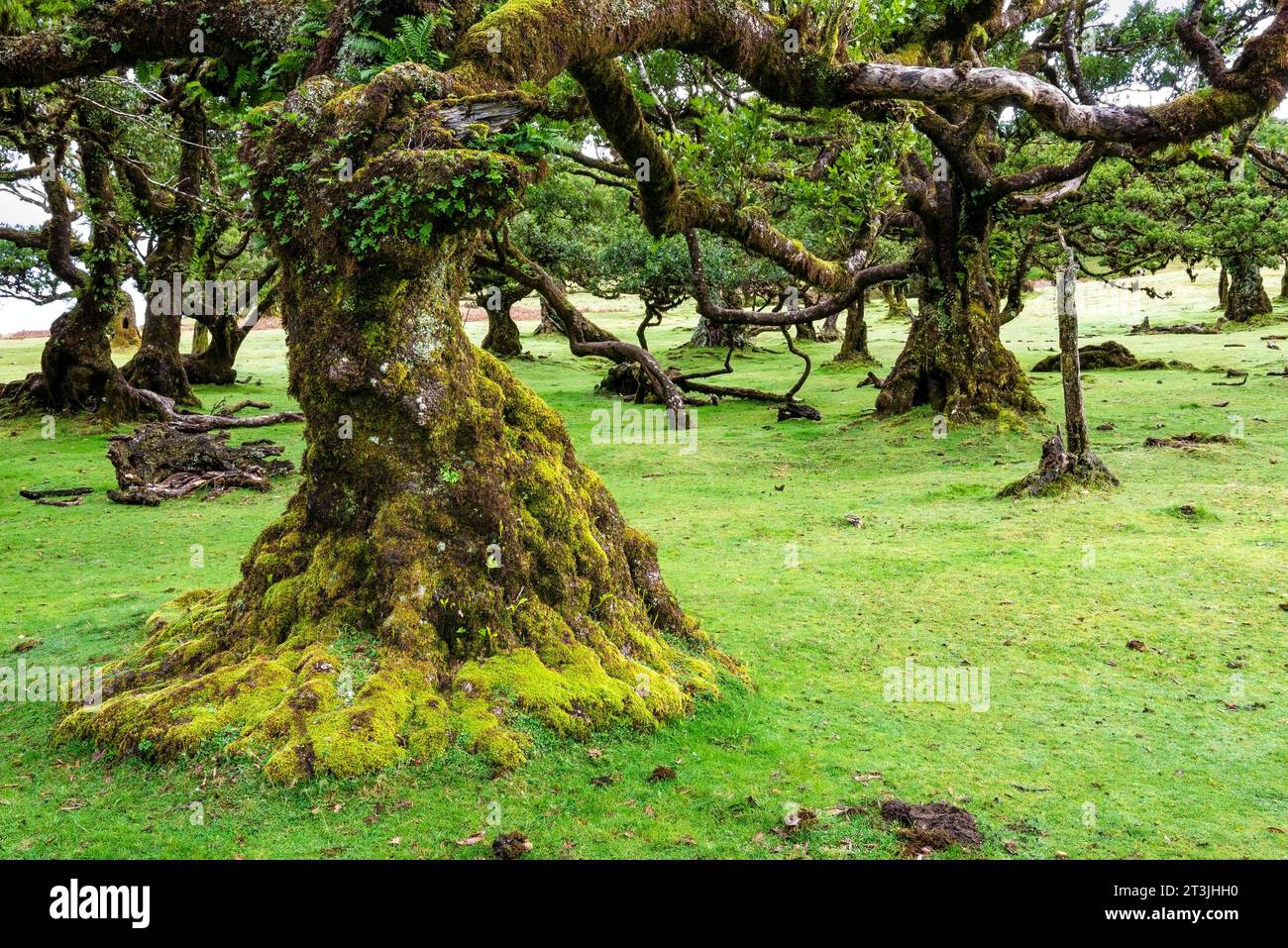 Moss and plant covered ancient laurel trees, Old laurel forest ...