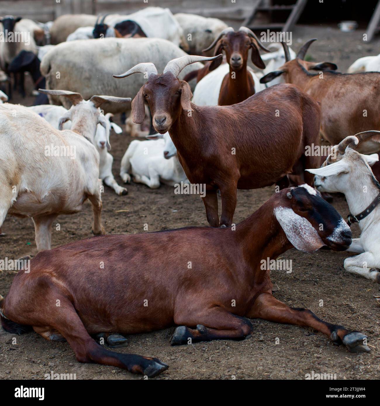 Farm with goats Stock Photo - Alamy